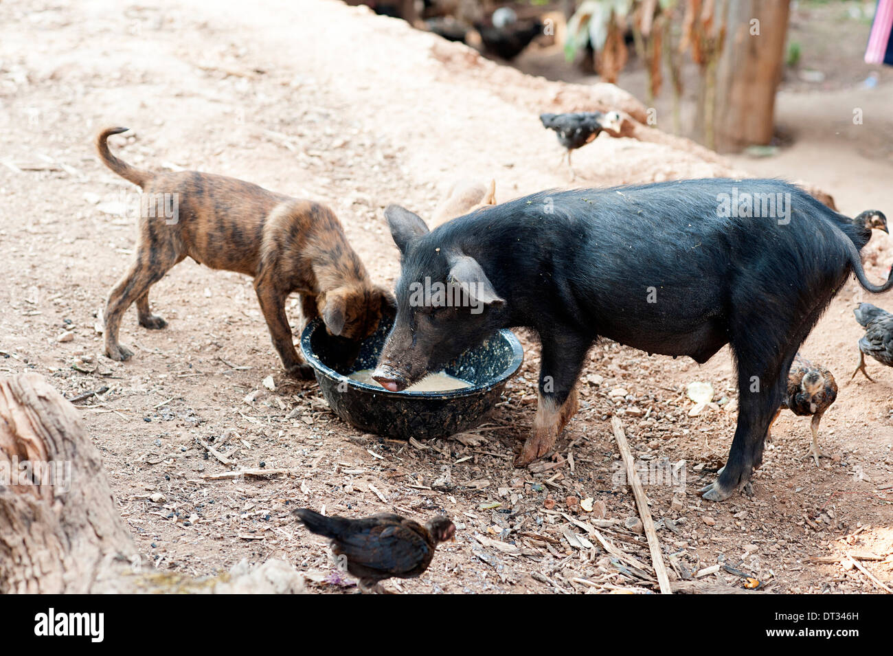 Pig and dog hi-res stock photography and images - Alamy