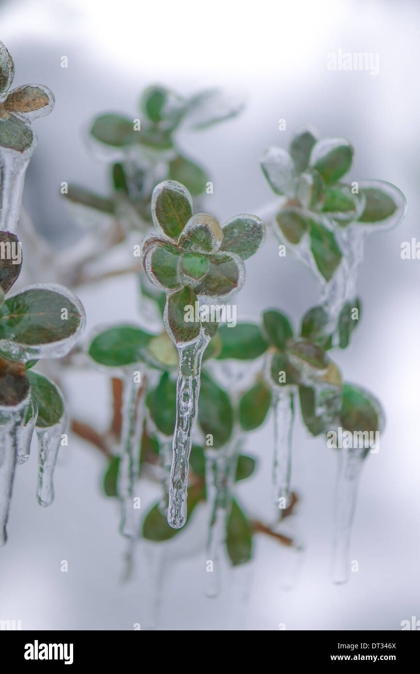 An evergreen branch incased ice after an ice storm Stock Photo - Alamy