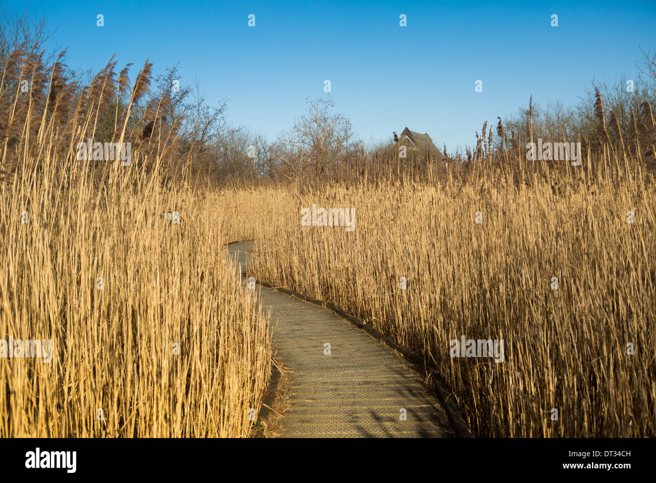 Norfolk broads boardwalk hi-res stock photography and images - Alamy