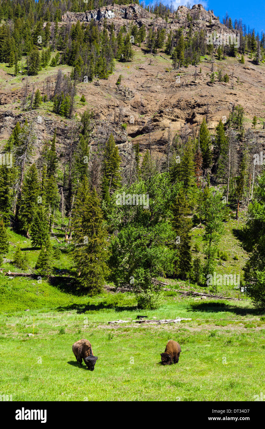 Bison hi-res stock photography and images - Alamy