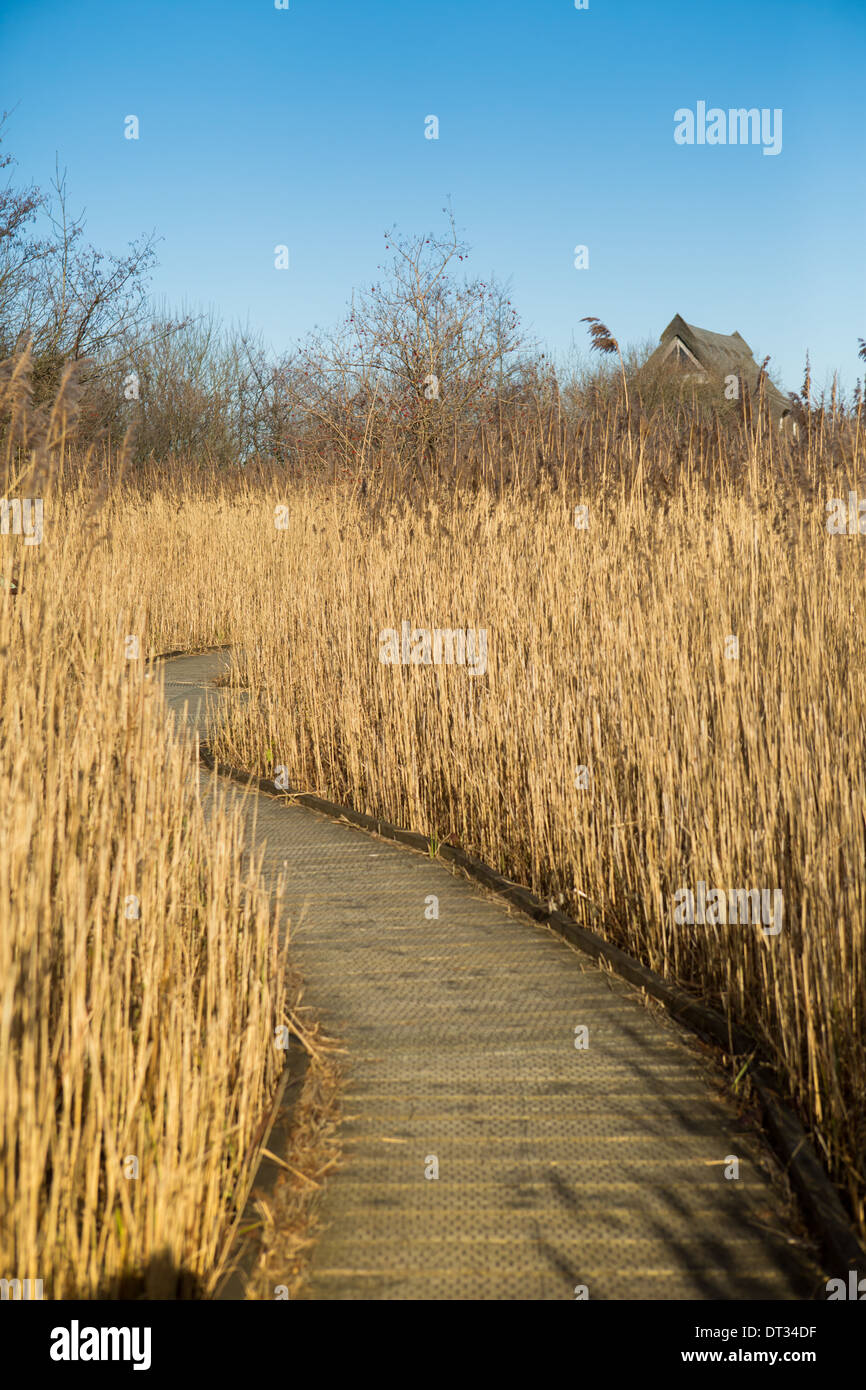 Boardwalk through the reeds to Ranworth Broad, Norfolk Broads, UK Stock ...