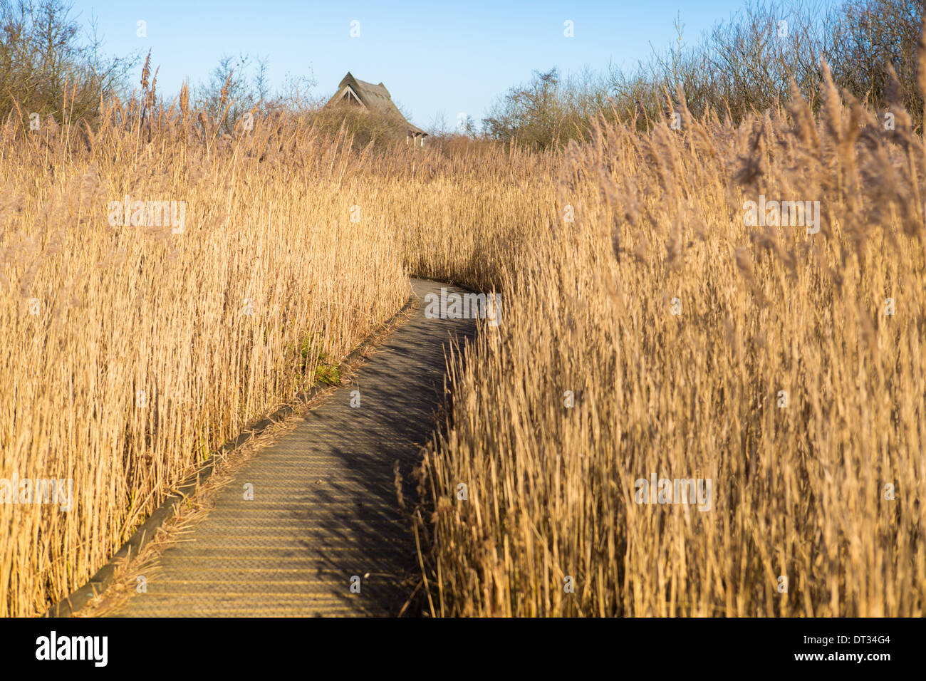 Norfolk broads boardwalk hi-res stock photography and images - Alamy