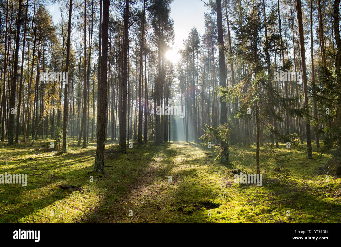 ray of light on a path in forest Stock Photo - Alamy