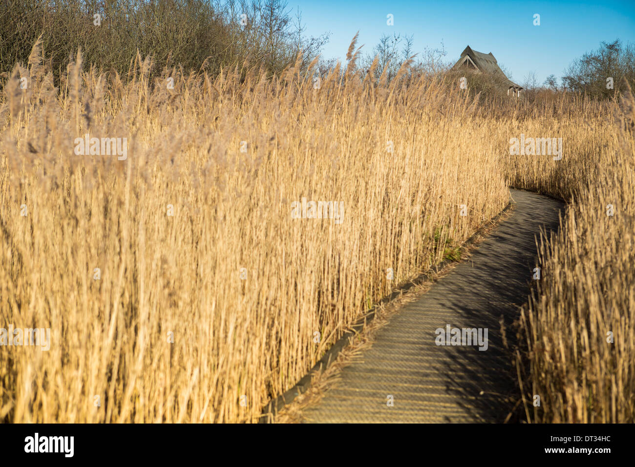 Boardwalk through reeds hi-res stock photography and images - Alamy