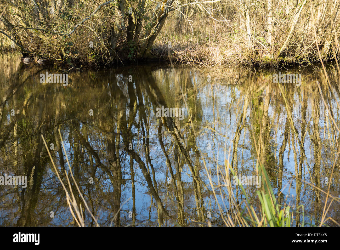 Refections of trees in dyke water, Norfolk Broads, UK Stock Photo - Alamy