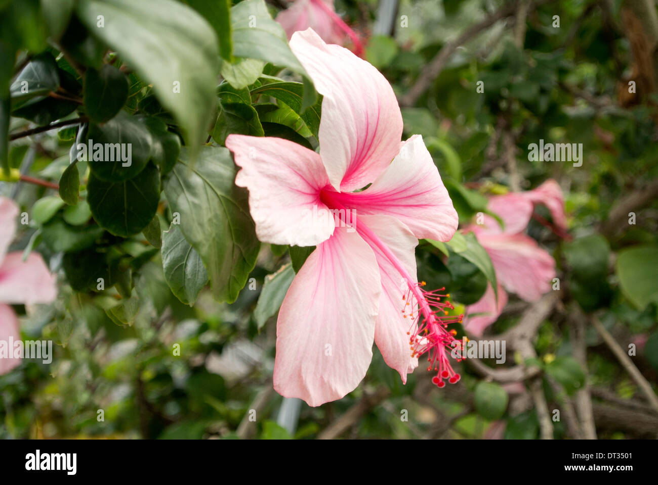 Ping flower hi-res stock photography and images - Alamy