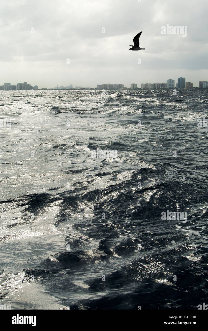 Seagull over choppy waters Stock Photo - Alamy