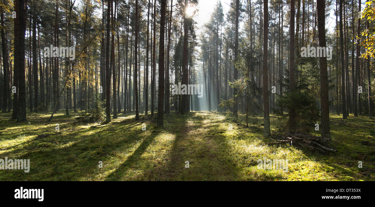 Forest path with sun rays hi-res stock photography and images - Alamy