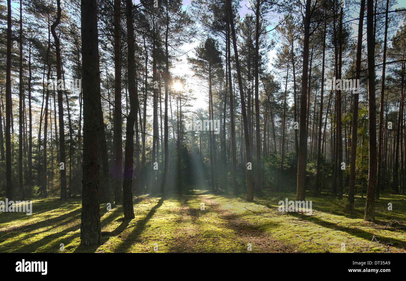 ray of light on a path in forest Stock Photo - Alamy