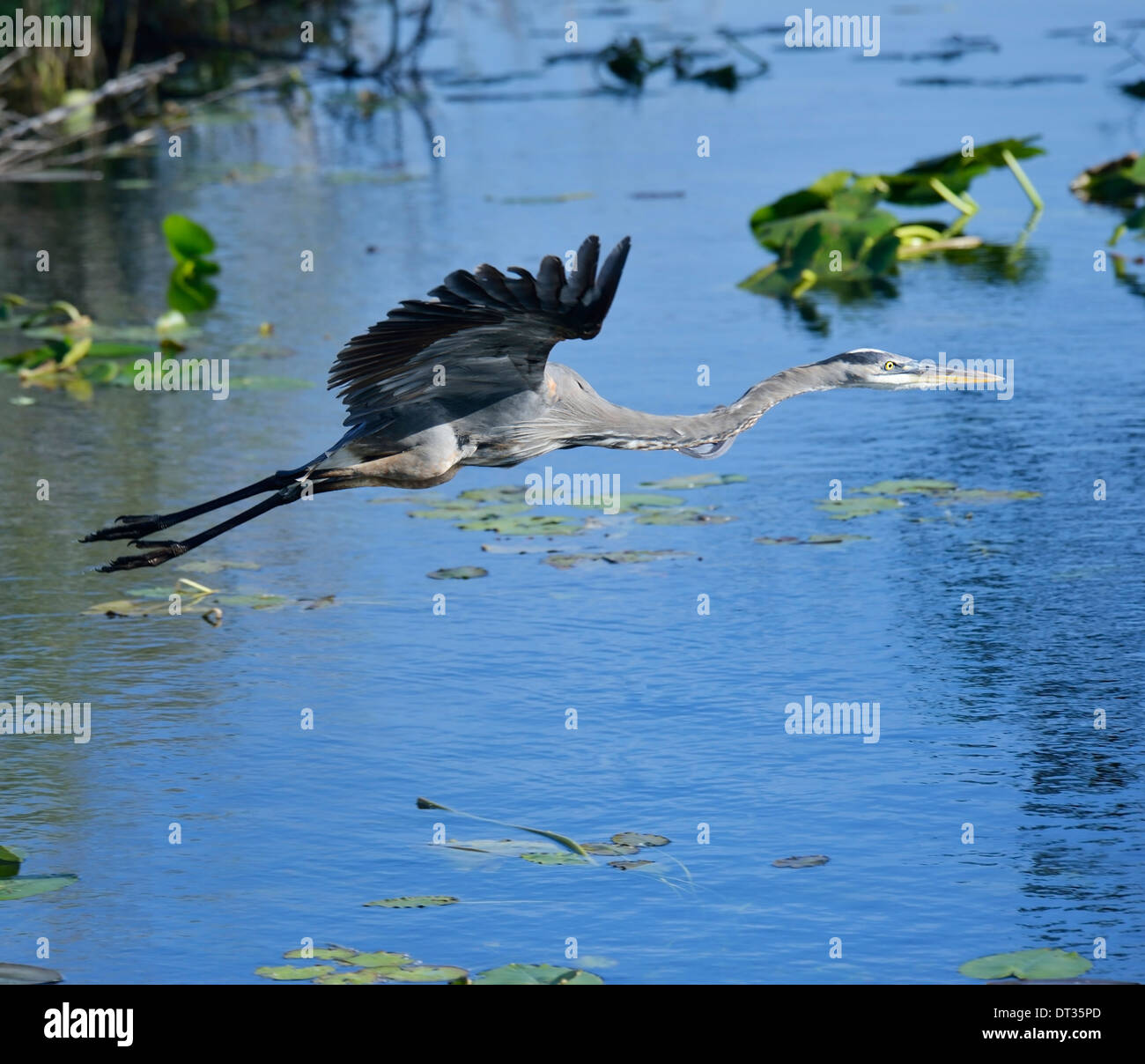 Great Blue Heron In Flight Stock Photo - Alamy