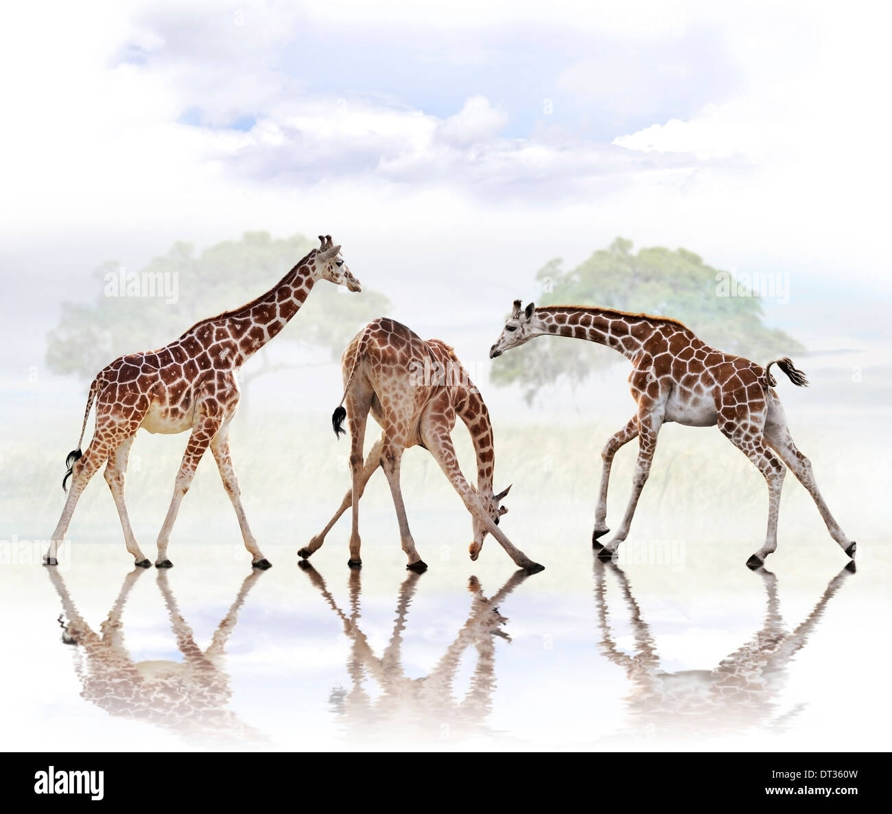 Group Of Giraffes With Reflection Stock Photo - Alamy
