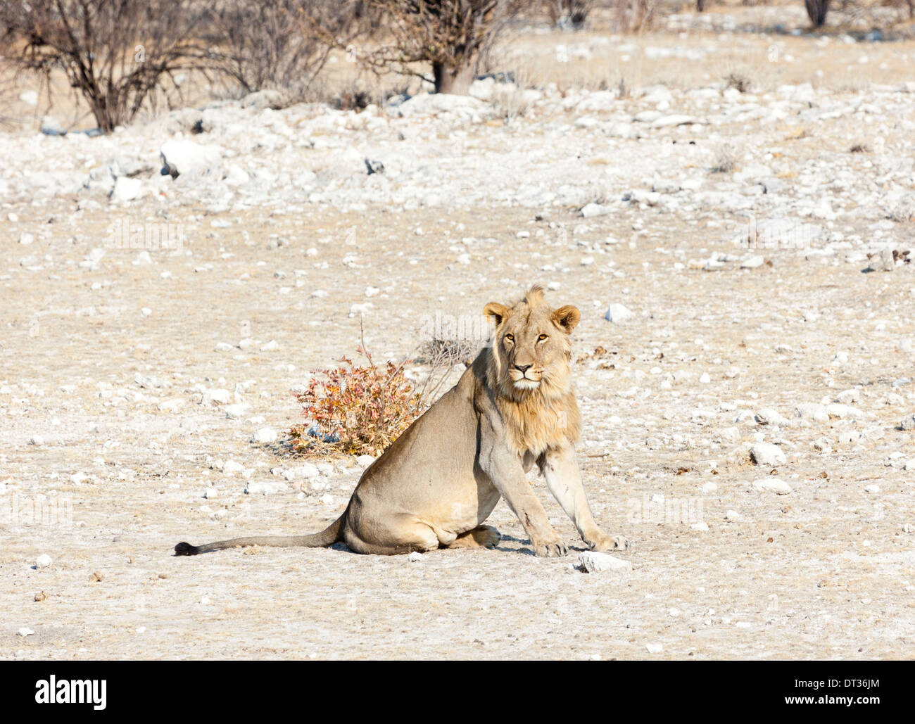 Male lion sitting in sun hi-res stock photography and images - Alamy