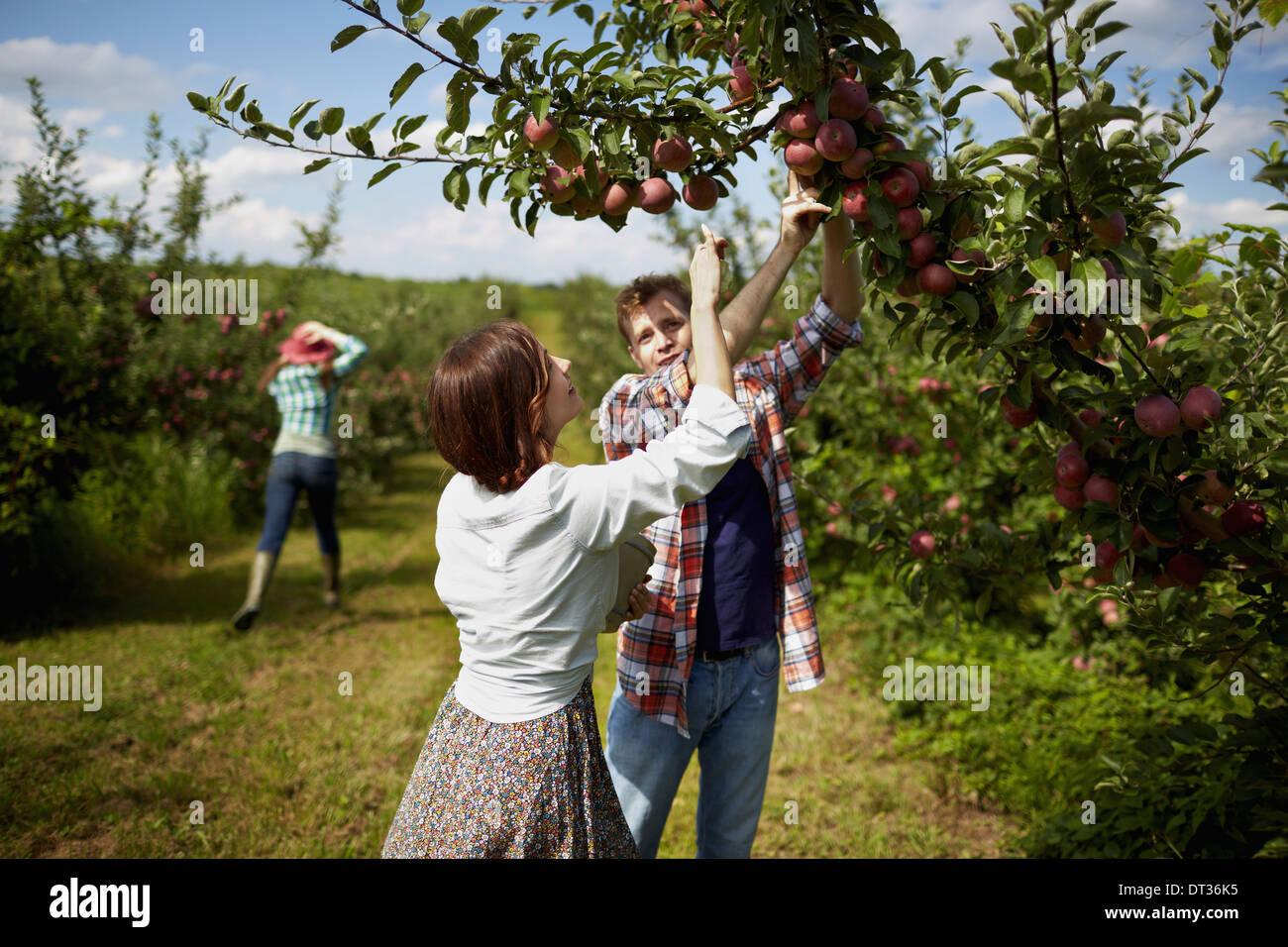 Rows of fruit trees in an organic orchard A group of people picking the ...