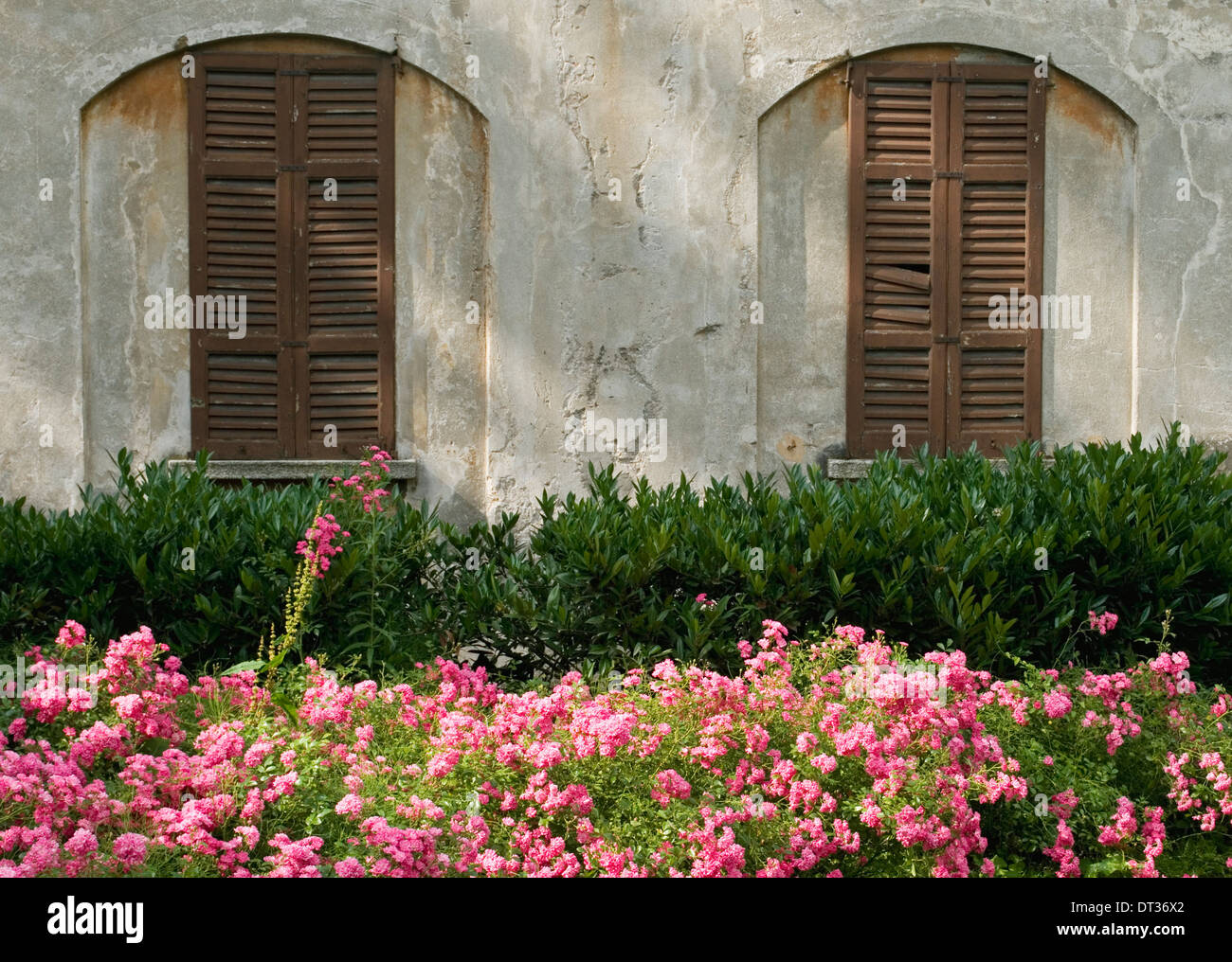 Flowers, hedge and windows, Italy Stock Photo - Alamy