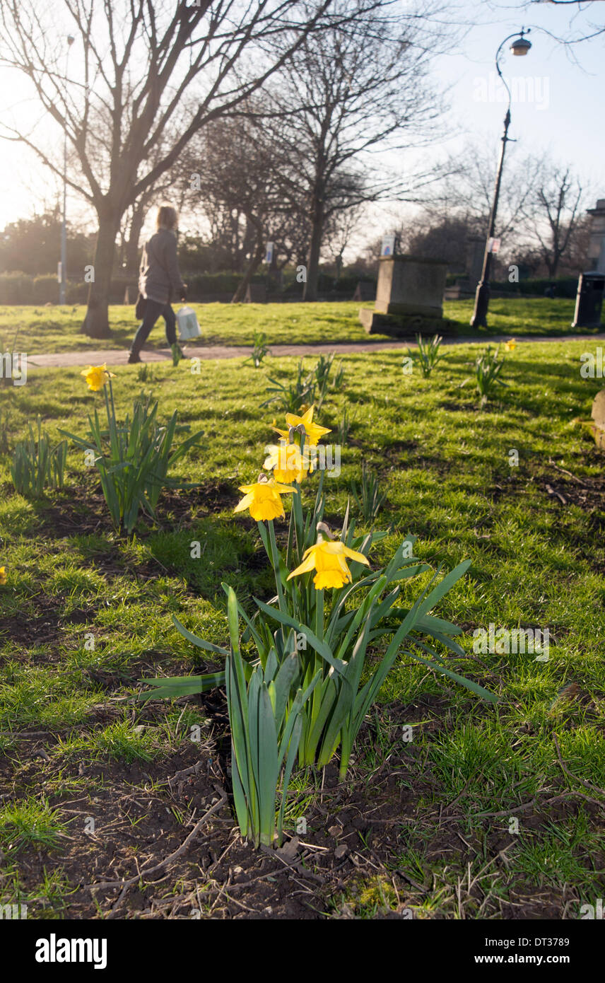 A rare glimpse of Spring like weather brought out the daffodils in the ...
