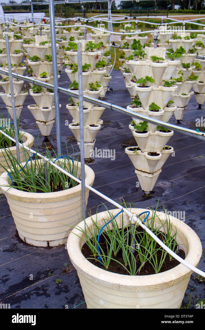 Florida Ave Maria,Collier Family Farms,hydroponics,hydroculture,farming ...