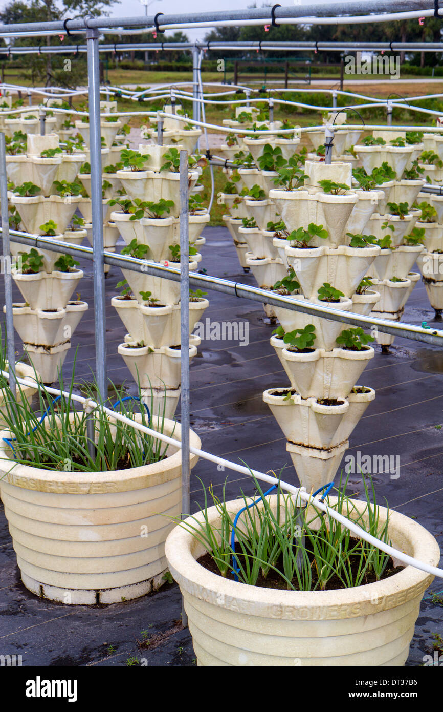 Florida Ave Maria,Collier Family Farms,hydroponics,hydroculture,farming ...