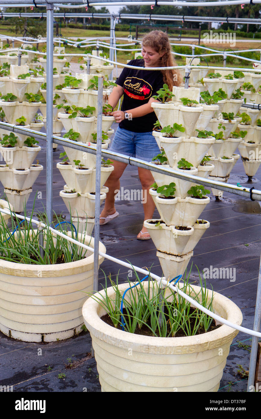 Florida Ave Maria,Collier Family Farms,hydroponics,hydroculture,farming ...