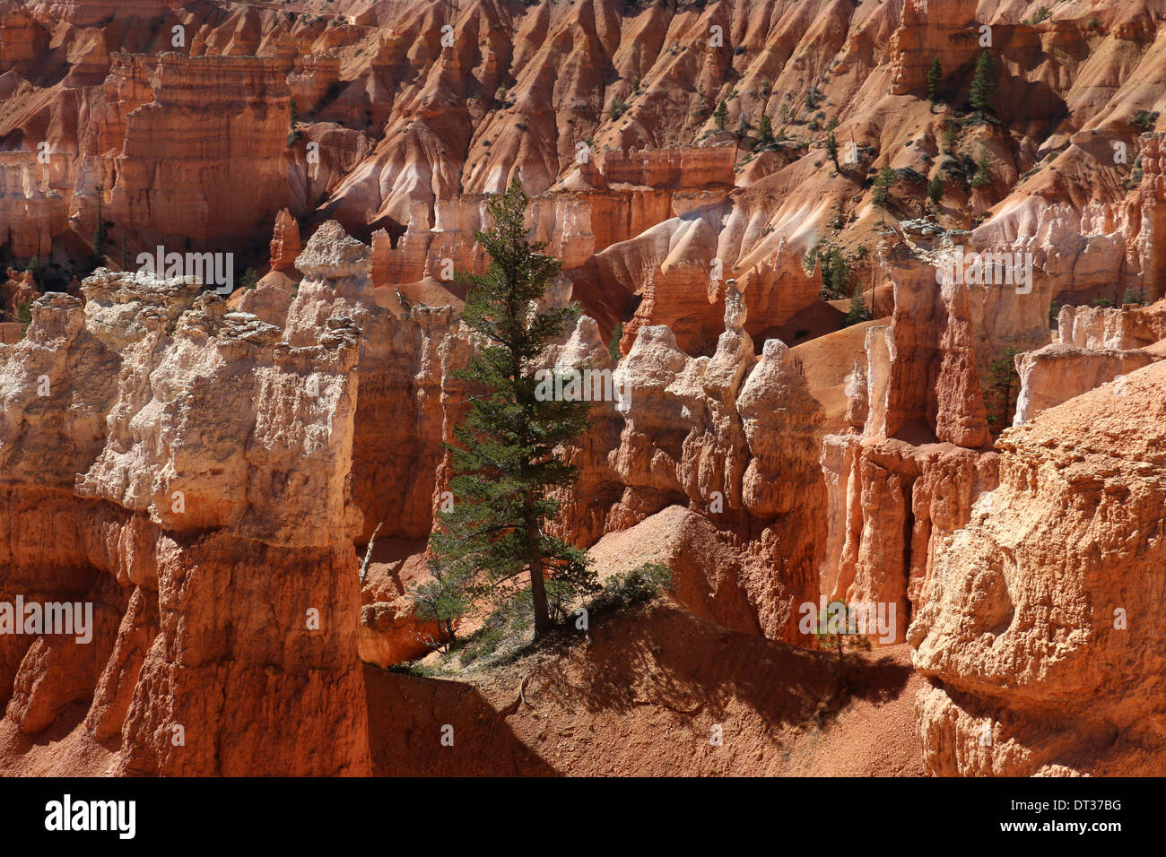 Sandstone erosion Bryce Canyon National Park Utah hoodoos Stock Photo ...