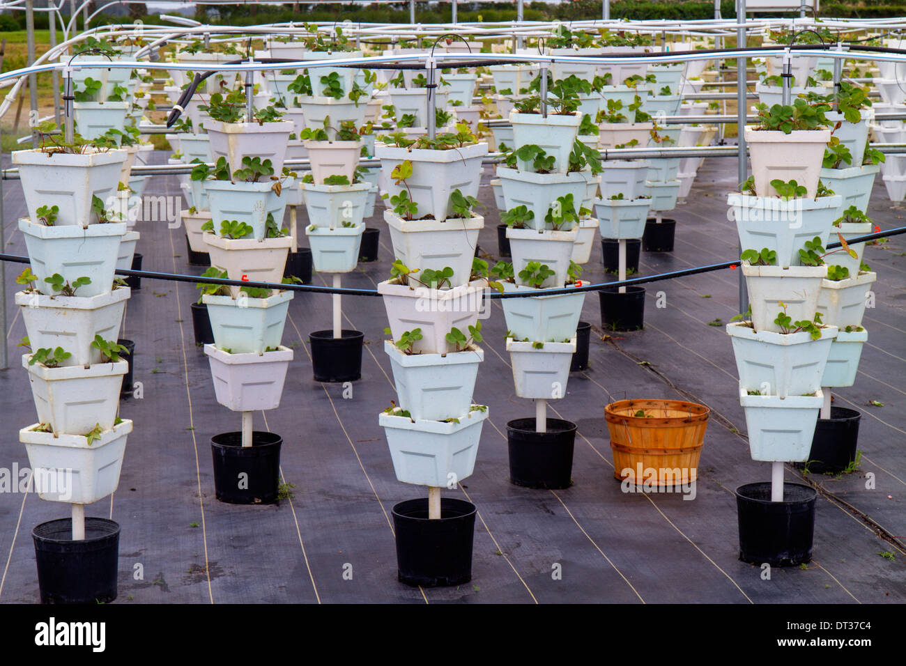 Florida Ave Maria,Collier Family Farms,hydroponics,hydroculture,farming ...