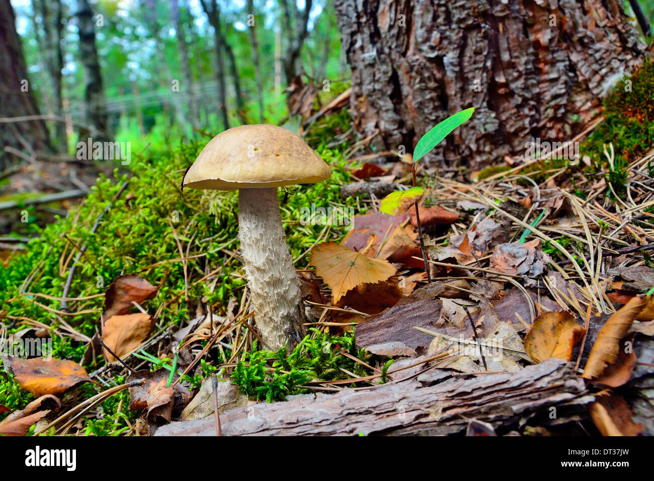 Boletus scaber (Leccinum scabrum) under the old birch Stock Photo - Alamy