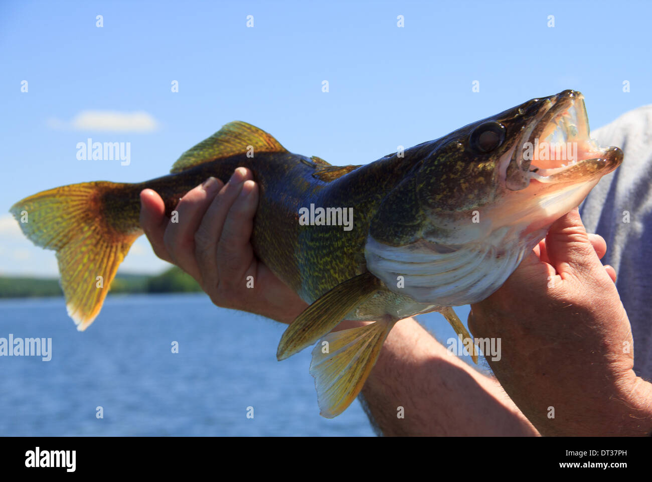 Walleye fish hi-res stock photography and images - Alamy