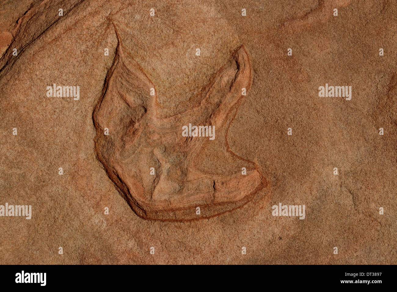 Dinosaur footprint fossil hi-res stock photography and images - Alamy