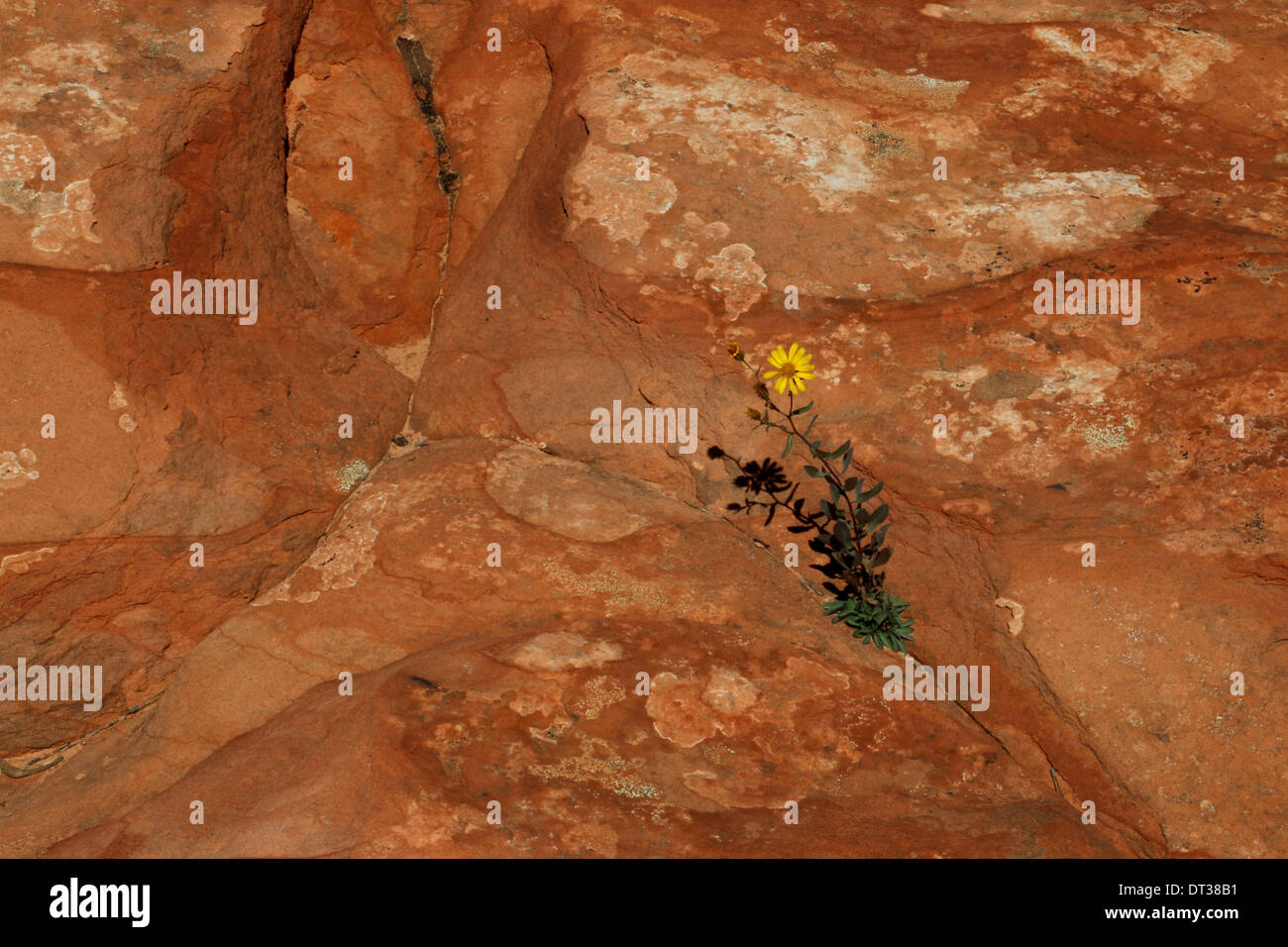 sunflower growing on stripped layered sandstone rock, southern Utah ...