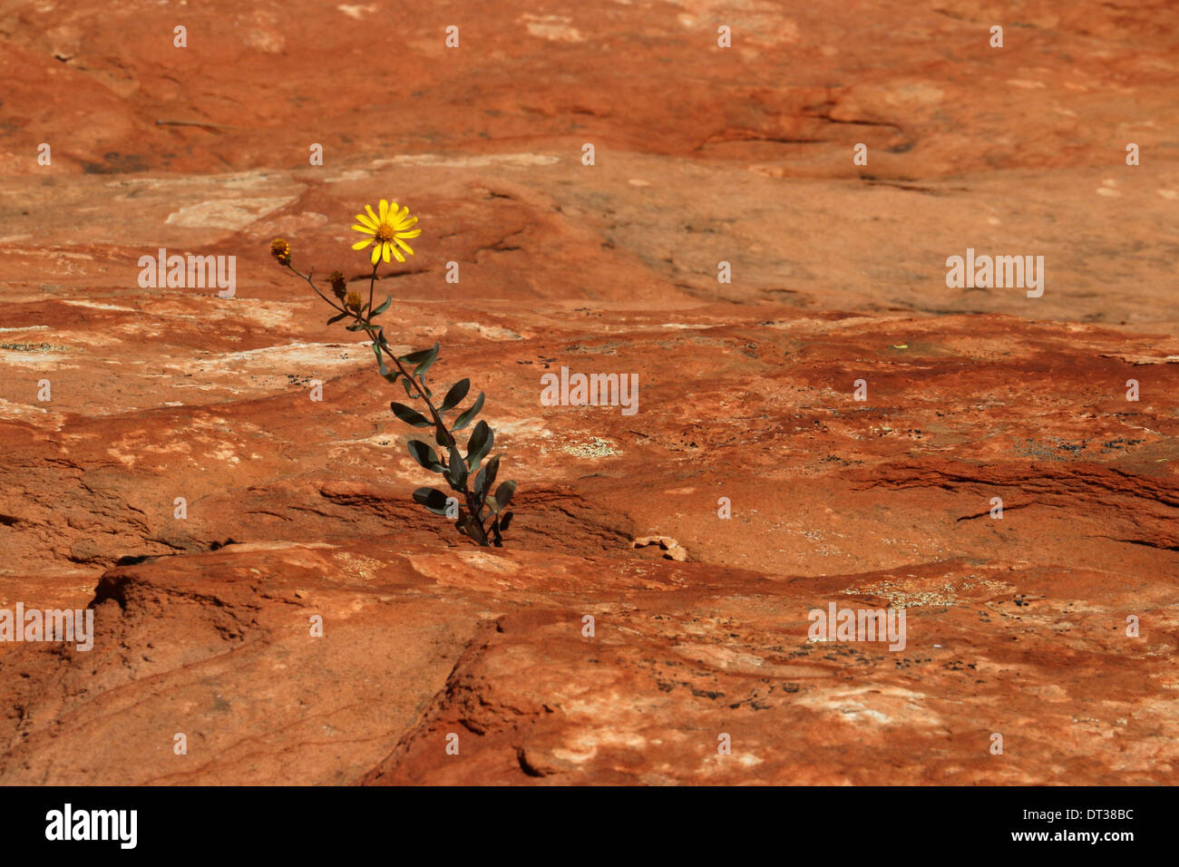 sunflower growing on stripped layered sandstone rock, southern Utah ...