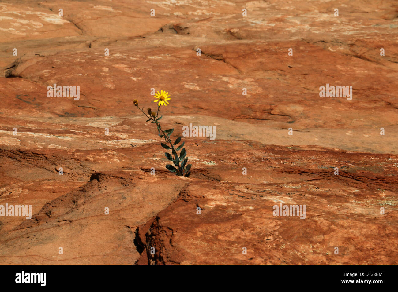 sunflower growing on stripped layered sandstone rock, southern Utah ...
