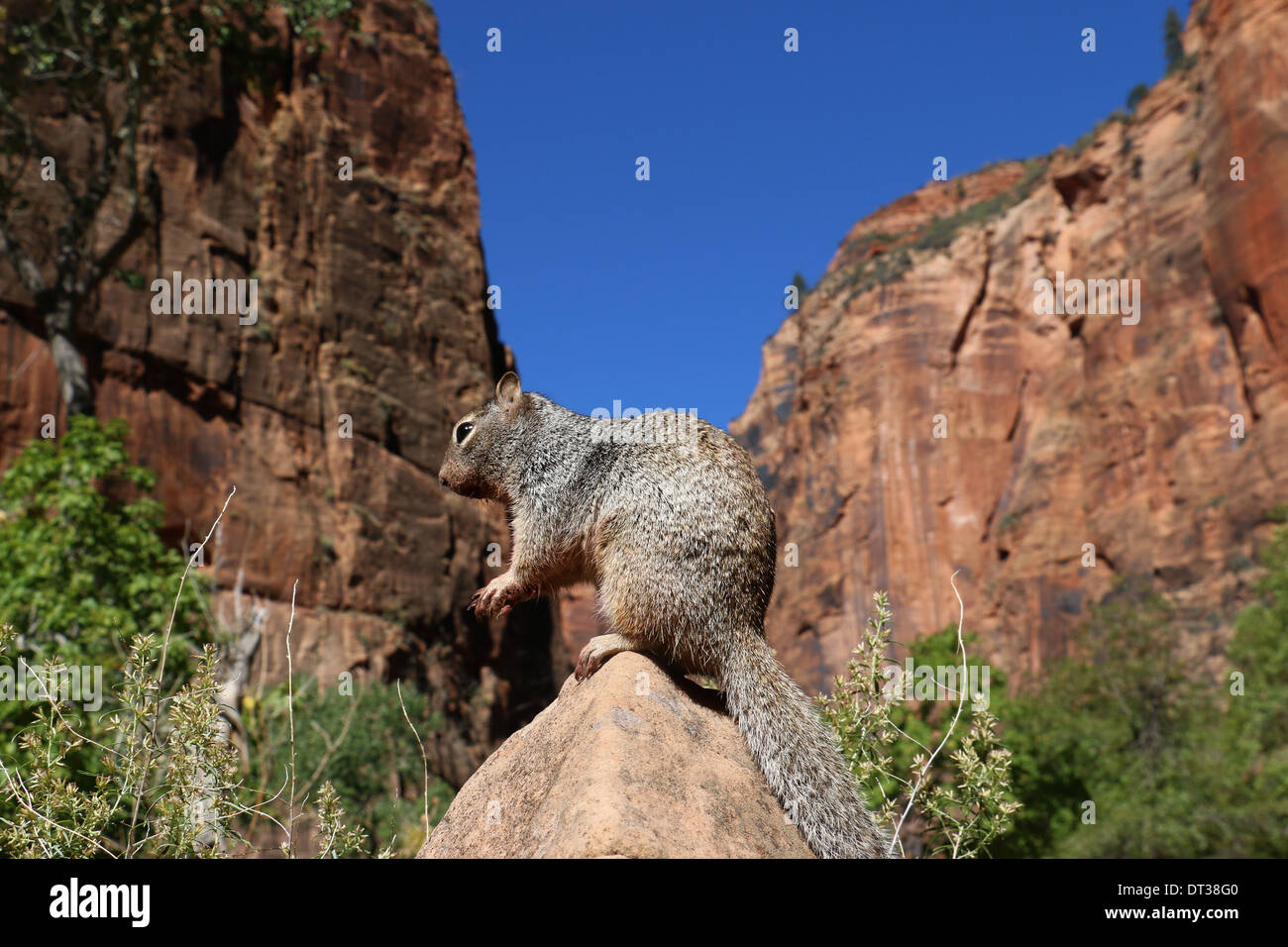 Rock Squirrel in Zion National Park Utah cliff rock slick slickrock ...
