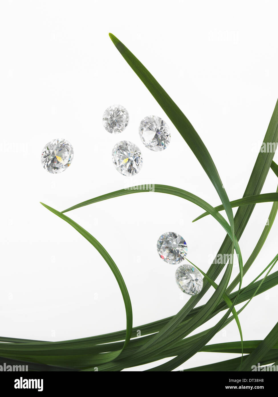 Strap shape leaves hi-res stock photography and images - Alamy