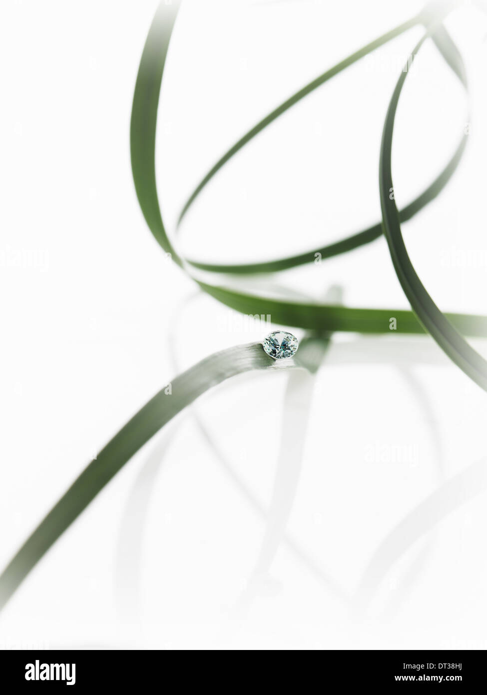 Strap shape leaves hi-res stock photography and images - Alamy