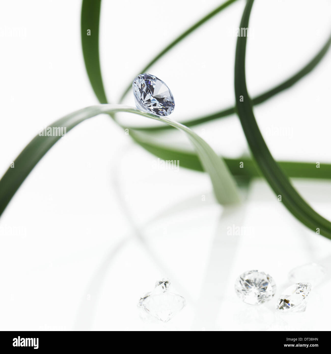 Strand of leaves hi-res stock photography and images - Alamy