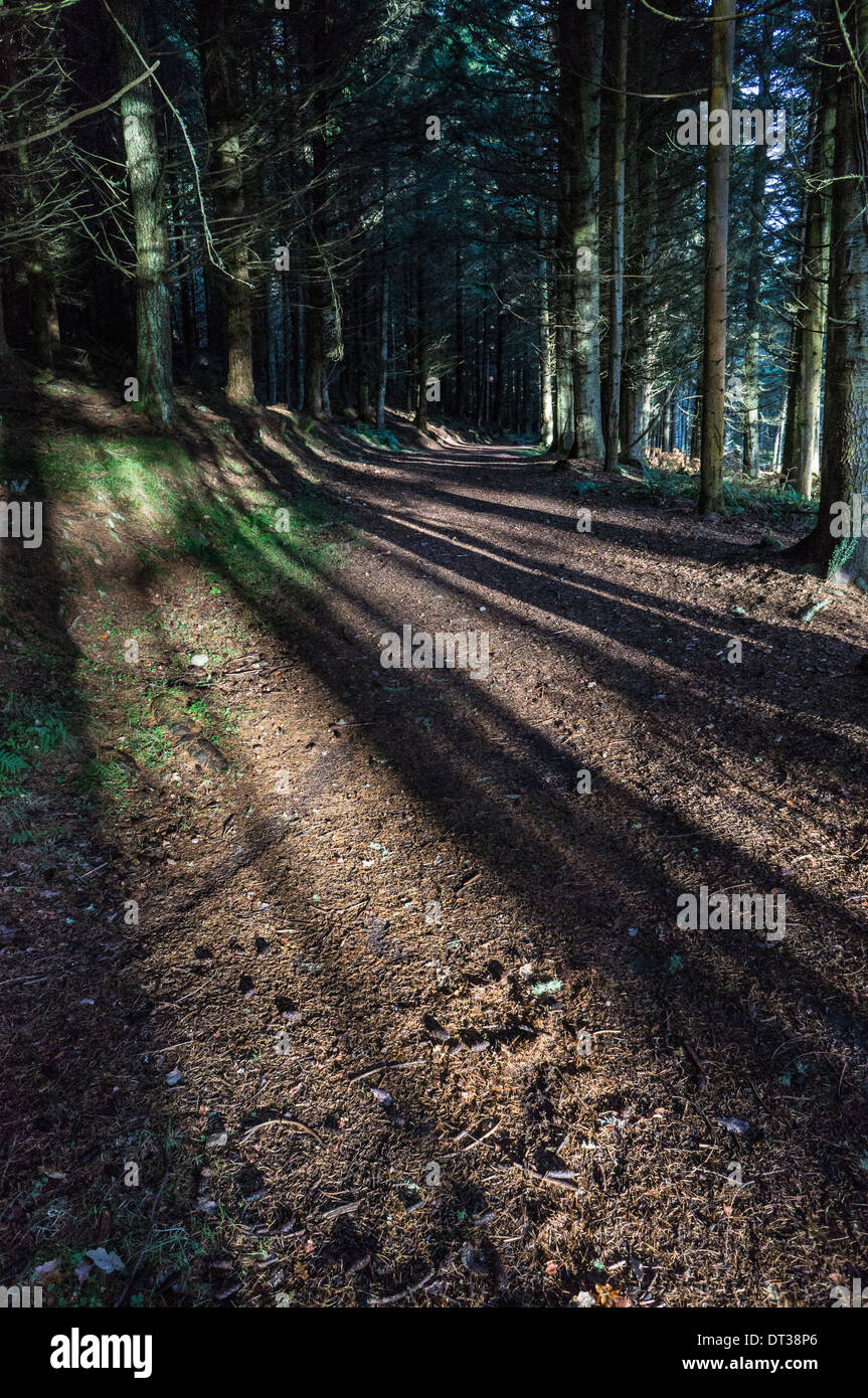 Forest path in Craig Dulnain in Inverness-shire, Scotland Stock Photo ...