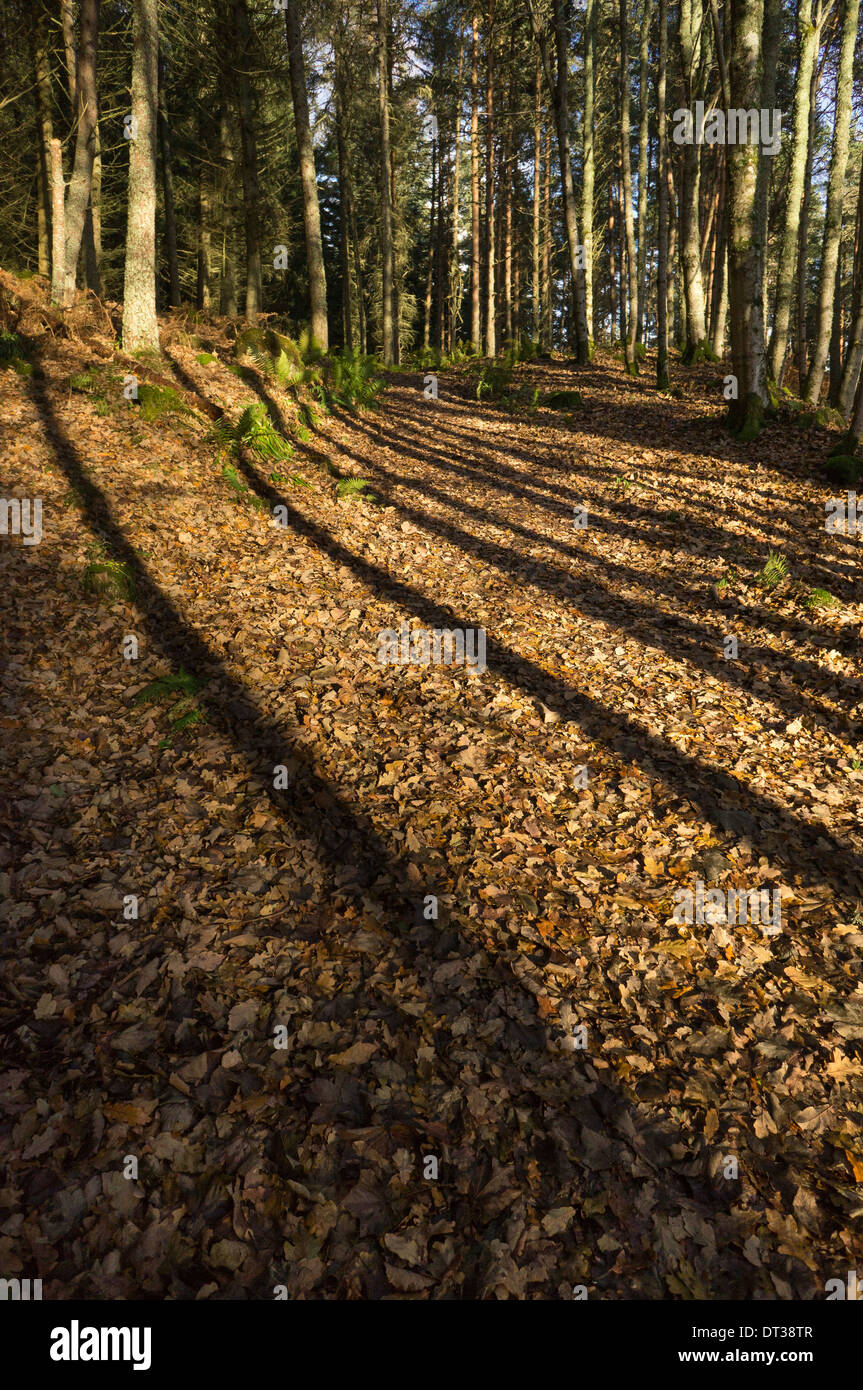 Forest path in Craig Dulnain in Inverness-shire, Scotland Stock Photo ...
