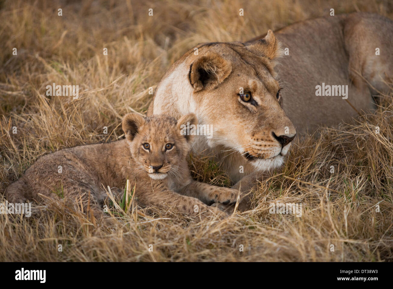 Duba plains lion cub hi-res stock photography and images - Alamy