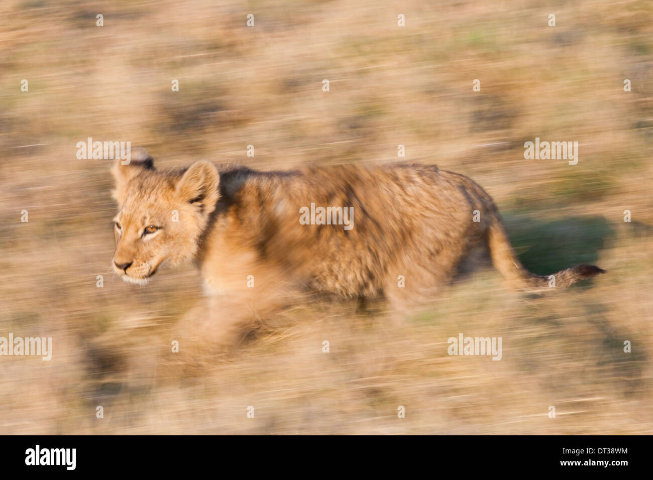 Lion cub running hi-res stock photography and images - Alamy