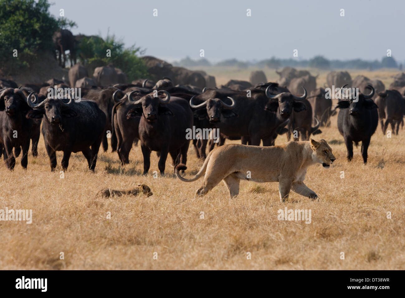 Lion group hunting hi-res stock photography and images - Alamy