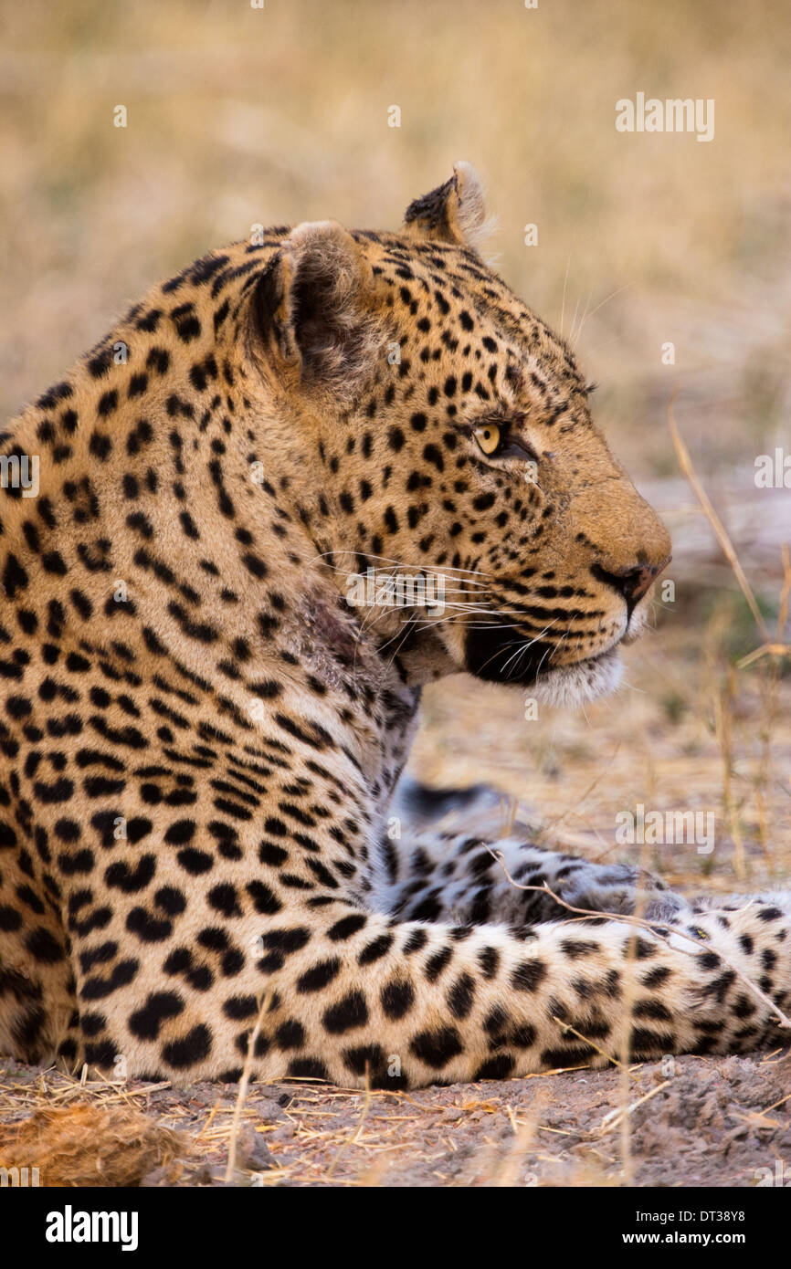 Leopard skin top hi-res stock photography and images - Alamy