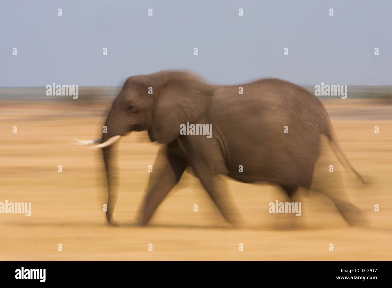 Elephant body side view hi-res stock photography and images - Alamy