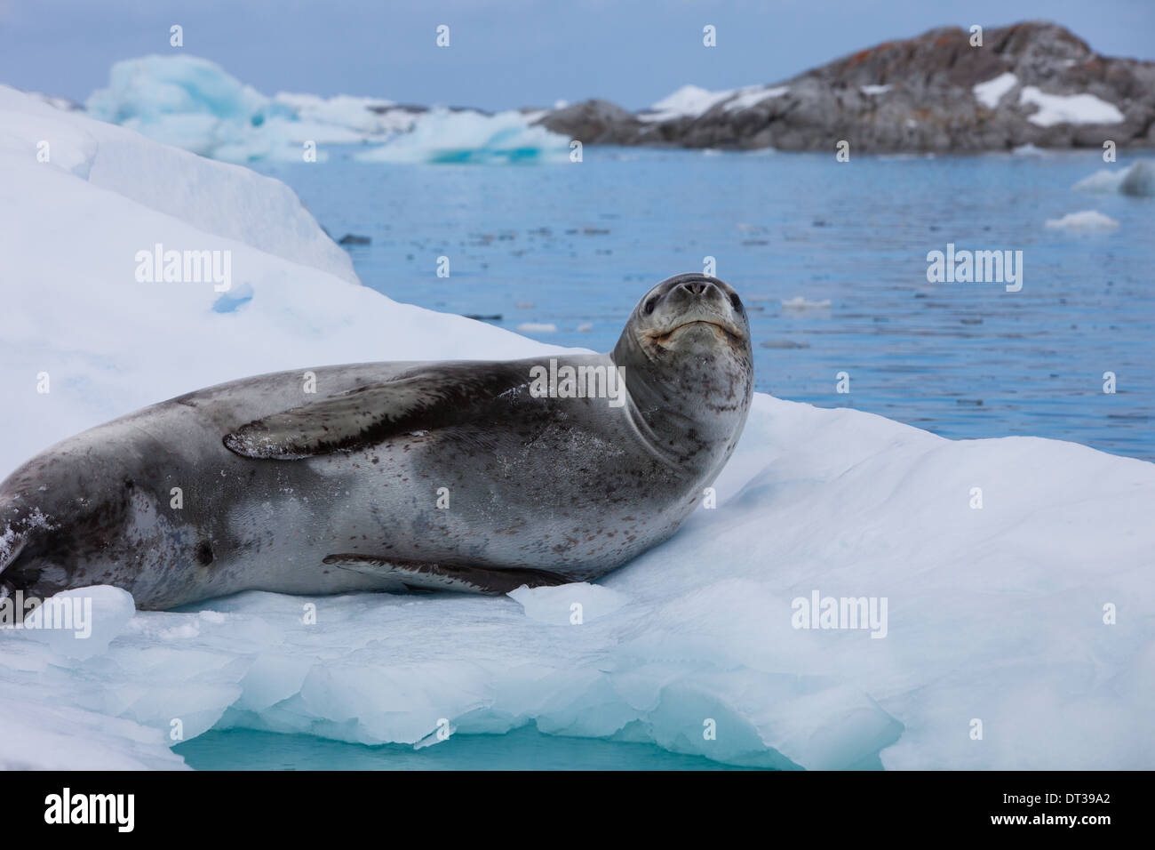 Leopard seal antarctica hi-res stock photography and images - Alamy