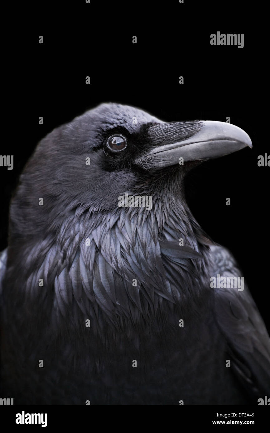 Profile of a Raven with a black background, California Stock Photo - Alamy
