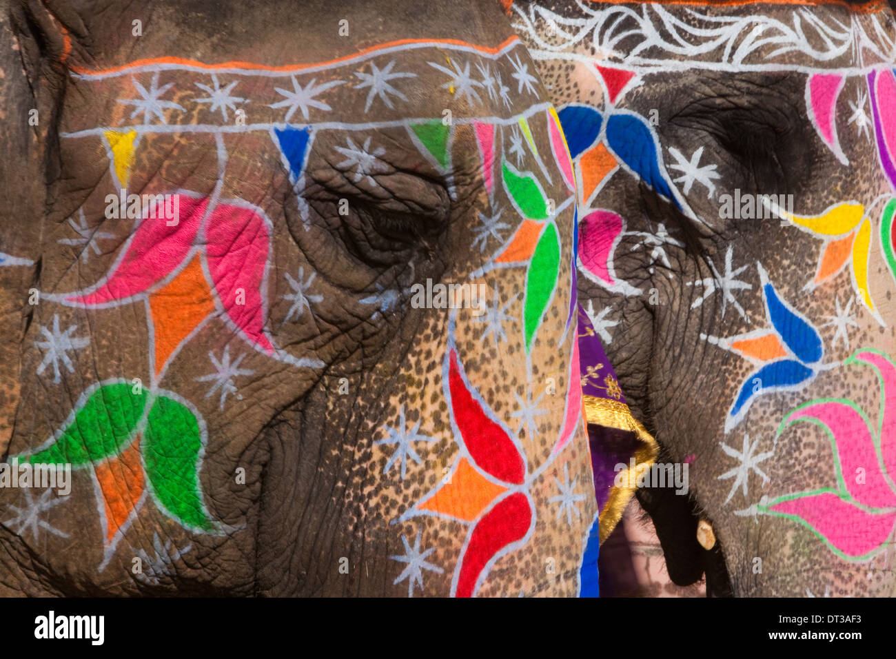 Painted elephants during Holi, the Hindu festival of colours, in Jaipur ...