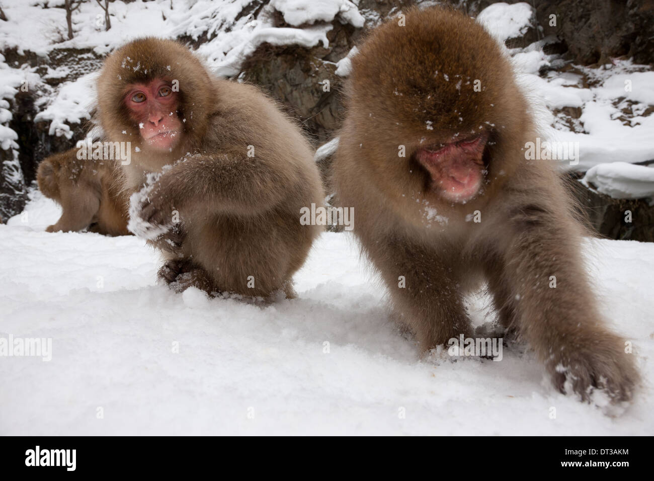 Japanese Macaques, Japanese Alps, Honshu Island, Japan Stock Photo - Alamy