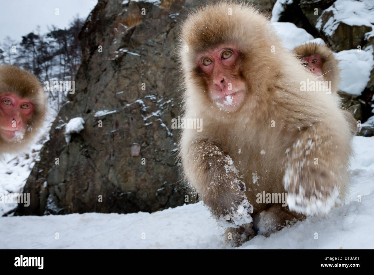 Japanese macaques, Honshu Island, Japan Stock Photo - Alamy