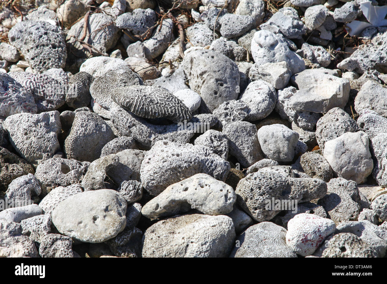 Dead coral hi-res stock photography and images - Alamy