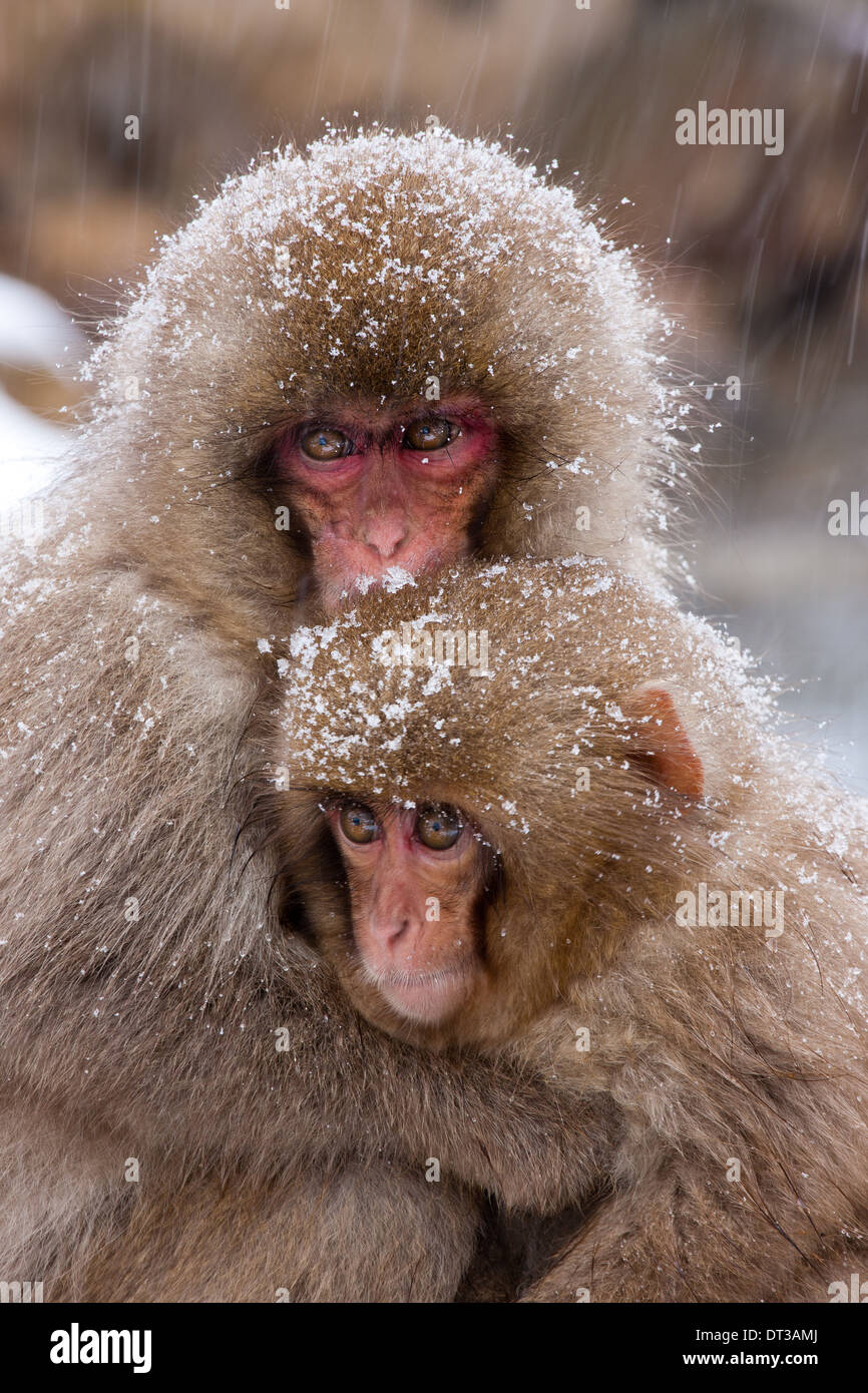 Japanese macaques hi-res stock photography and images - Alamy