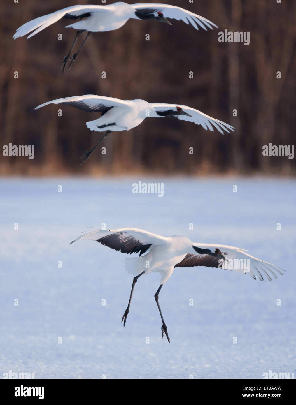 Japanese crane snow standing hi-res stock photography and images - Alamy