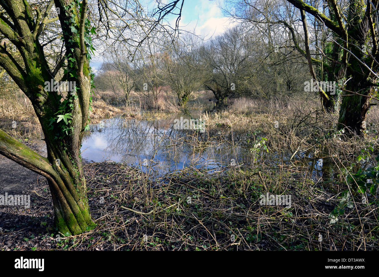 The natural flood plain of the River Itchen at Winnall Moors ...